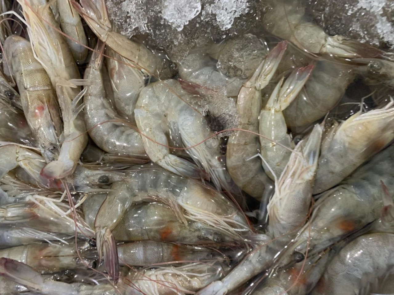 Comercializadora de Pescados y Mariscos las Brisas